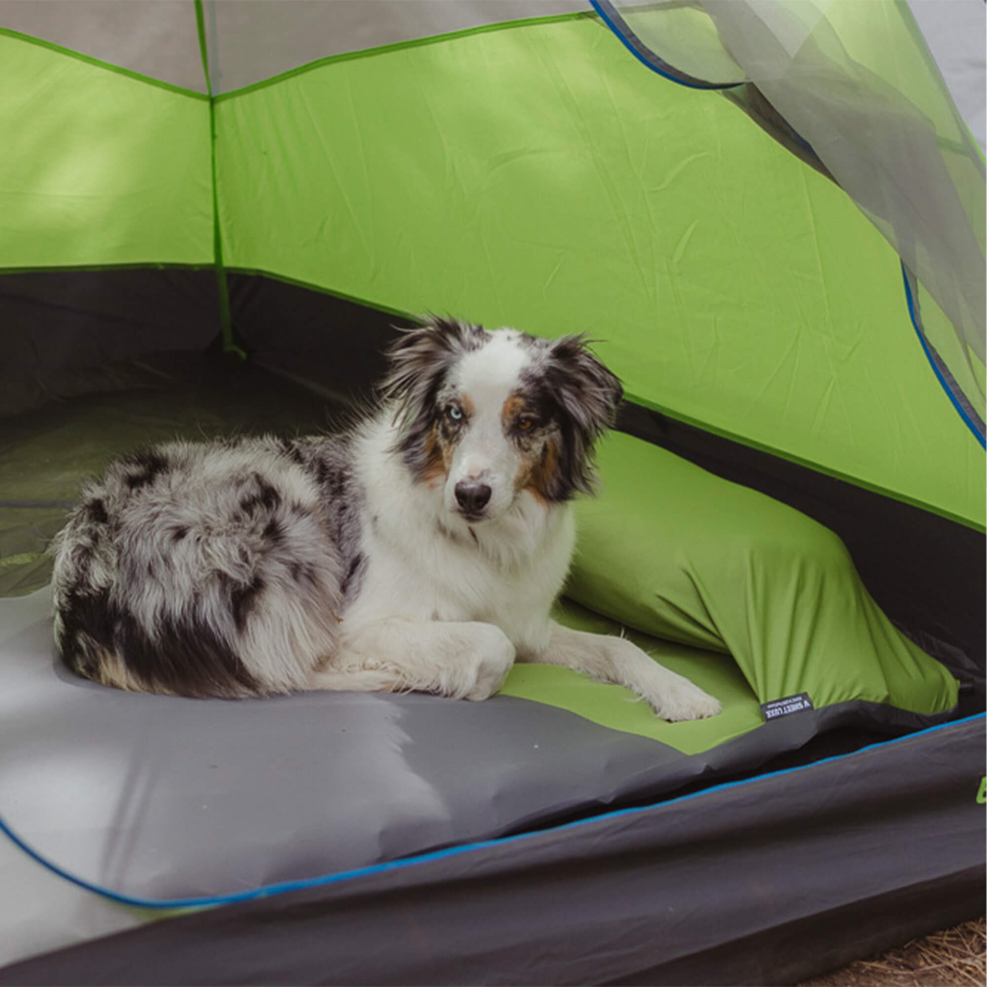 Dog sleeping pad store